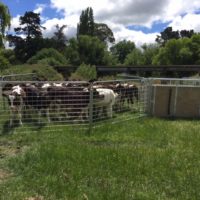 Portable Calf Yard – Taylor Made Gates