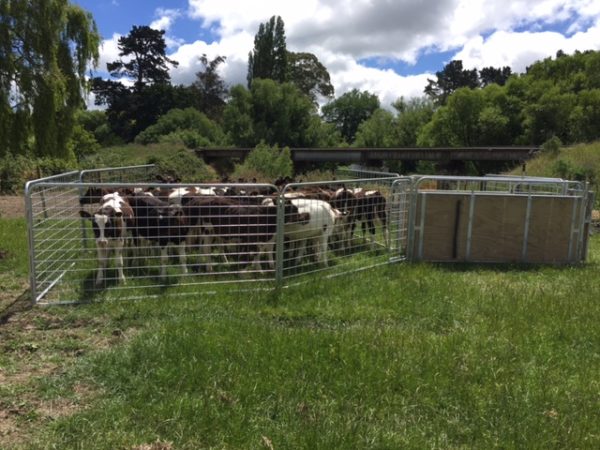 Portable Calf Yard – Taylor Made Gates