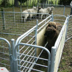 Portable Sheep Yards – Taylor Made Gates